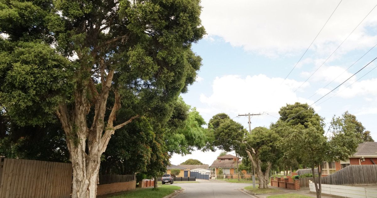 Draft Urban Forest Strategy And Greening Our Neighbourhoods Strategy