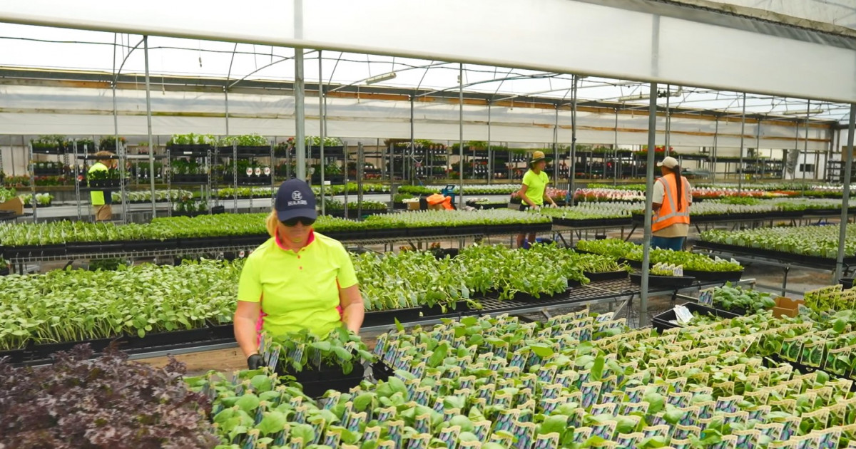 Haar's Nursery — Australian Horticultural Trials Week, 58% OFF