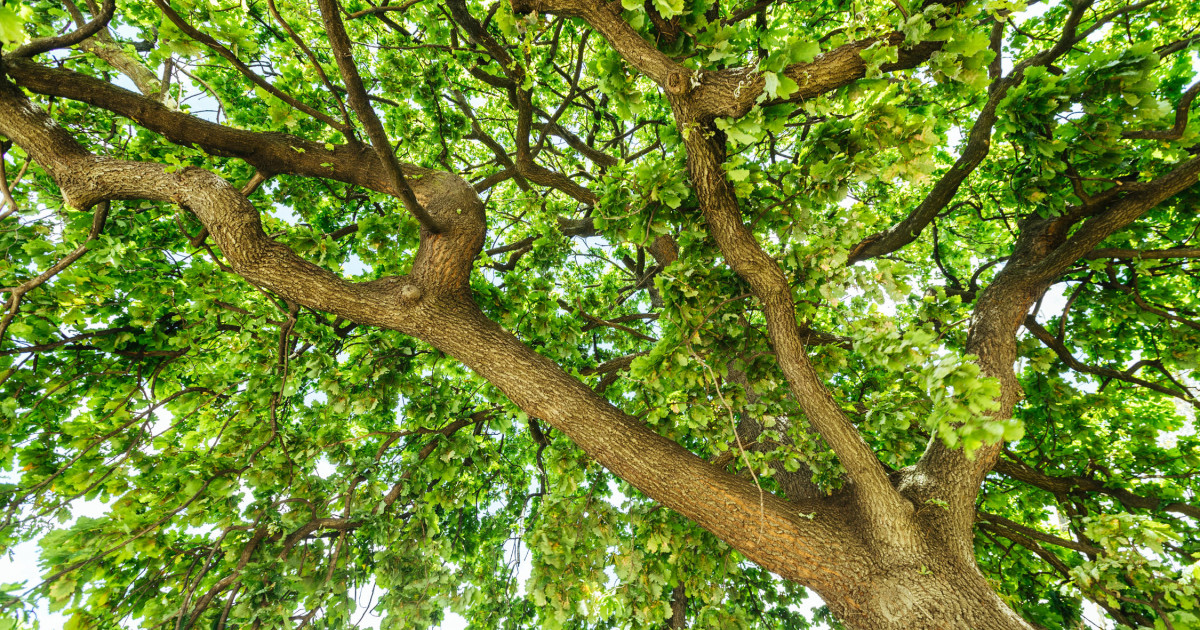 Andrew Ericksen Gardens | Greater Dandenong Council