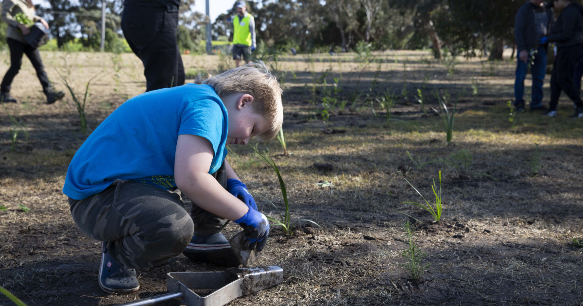 National Tree Day 2024 (Council News Article July 2024) | Greater ...