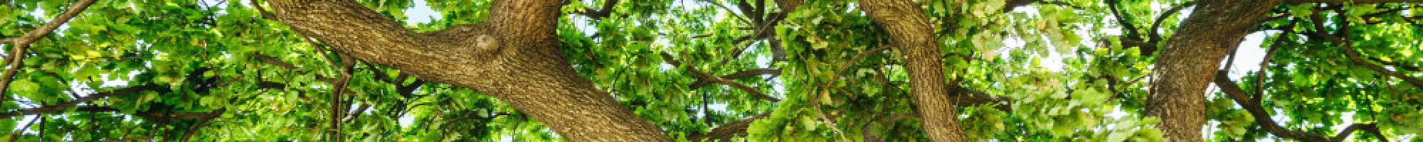 Edinburgh Reserve | Greater Dandenong Council