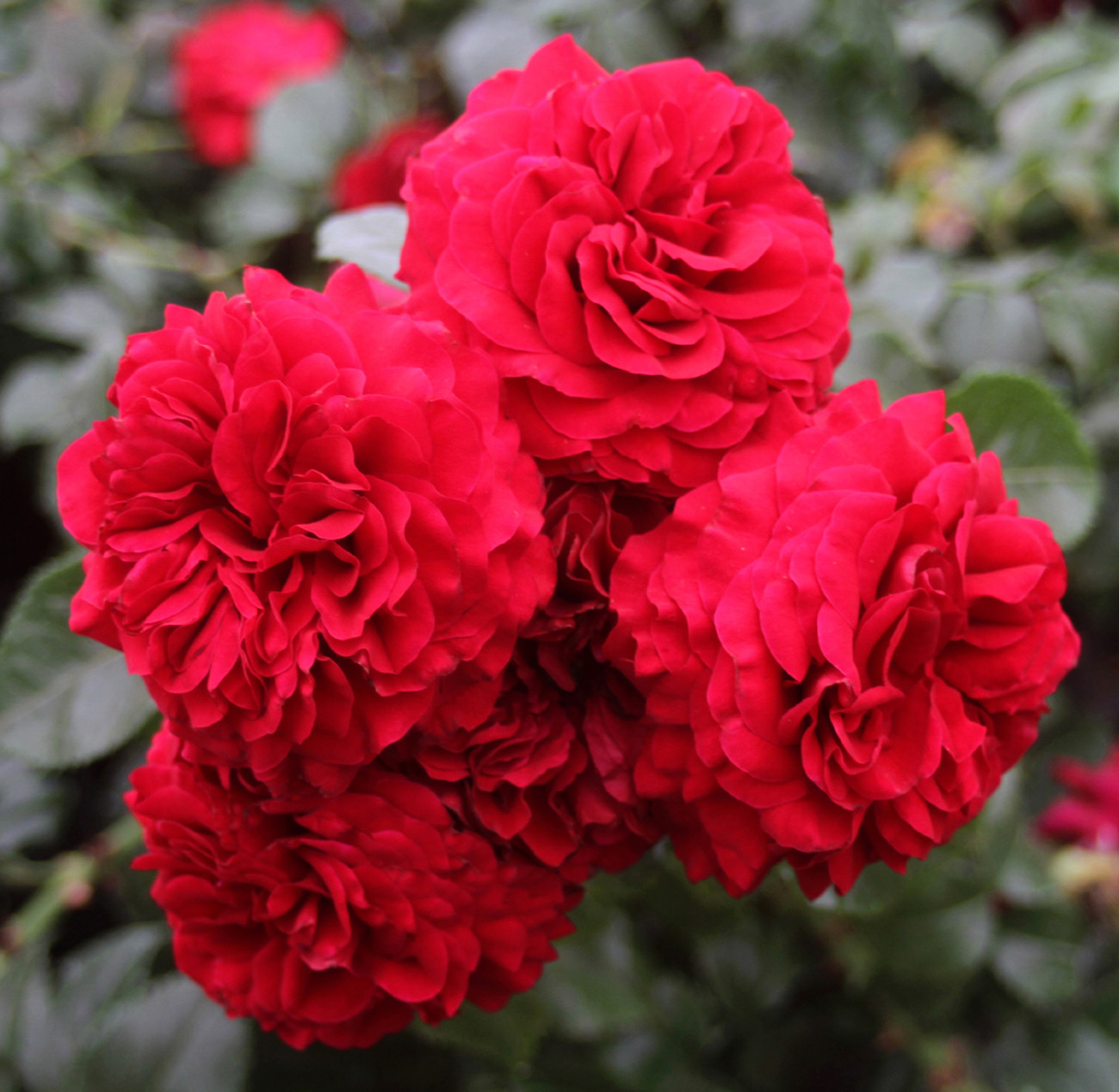 Merle Mitchell and the Rose Garden | Greater Dandenong Council